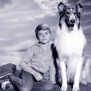 Lassie - Rotten Tomatoes