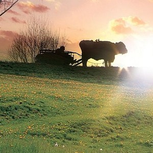 Old Partner - Rotten Tomatoes