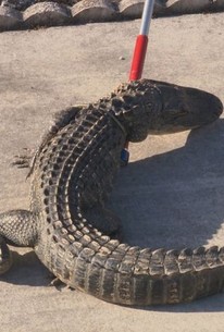 Cops: Season 33, Episode 13 | Rotten Tomatoes