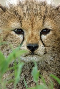 Serengeti: Season 1, Episode 2 | Rotten Tomatoes