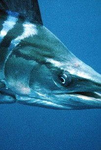 The Blue Planet: Season 1, Episode 6 - Rotten Tomatoes