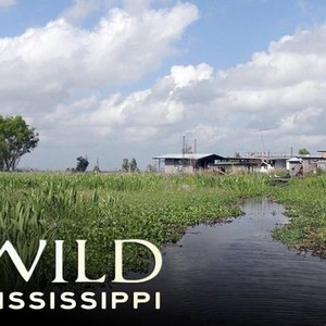 Wild Mississippi - Rotten Tomatoes
