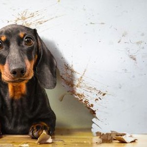 Embarrassing Pets - Rotten Tomatoes