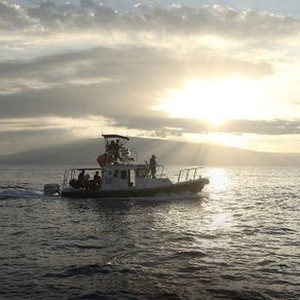 Humpback Whales - Rotten Tomatoes