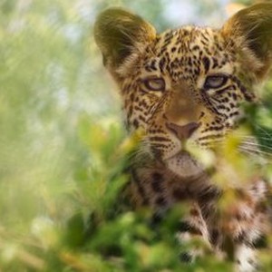 Animal: Season 2, Episode 1 - Rotten Tomatoes