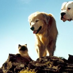 Homeward Bound: The Incredible Journey - Rotten Tomatoes