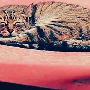 Kedi - Rotten Tomatoes