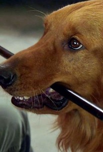 Lucky Dog: Season 2, Episode 7 | Rotten Tomatoes