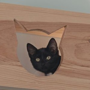 Inside the Mind of a Cat - Rotten Tomatoes