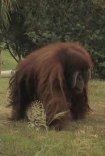 MonsterQuest: Season 1, Episode 9 - Rotten Tomatoes