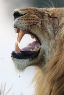 Tales by Light: Season 2, Episode 1 - Rotten Tomatoes