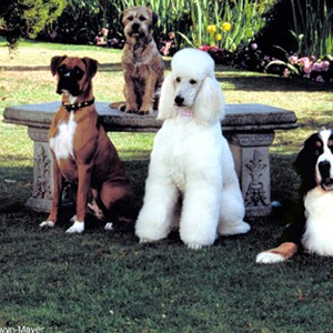 Good Boy! (2003) - Rotten Tomatoes