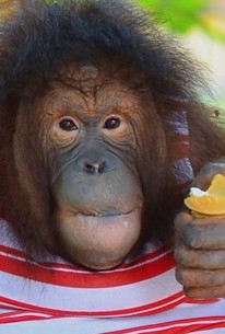 Zoofari: Season 1, Episode 7 | Rotten Tomatoes