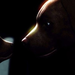 Chance - Rotten Tomatoes