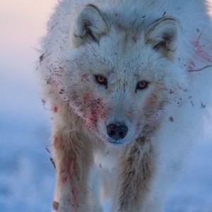 Hostile Planet - Rotten Tomatoes