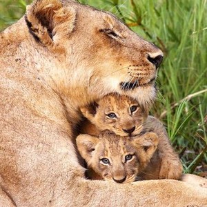 Animal Super Parents: Season 1, Episode 2 - Rotten Tomatoes