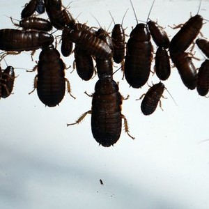 Infested! - Rotten Tomatoes