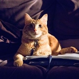 A Street Cat Named Bob - Rotten Tomatoes