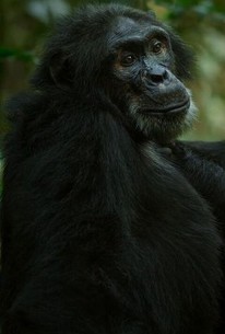 Chimp Empire: Season 1, Episode 2 | Rotten Tomatoes