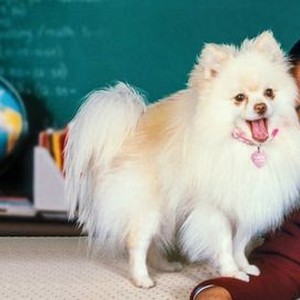 Hounded - Rotten Tomatoes