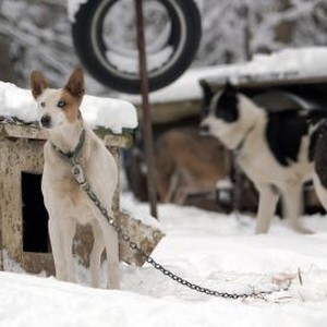 Sled Dogs - Rotten Tomatoes