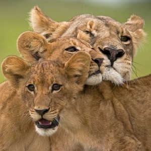 The Last Lions - Rotten Tomatoes