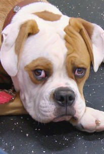 Pet Vet Dream Team: Season 1, Episode 6 | Rotten Tomatoes