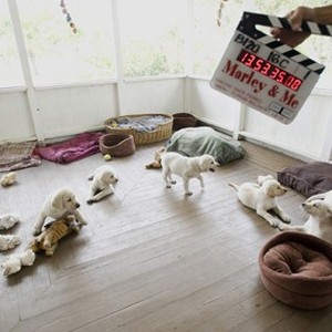 Marley & Me - Rotten Tomatoes