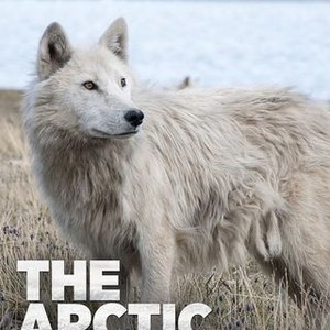 The Arctic Wolfpack - Rotten Tomatoes