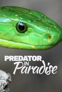 Predator in Paradise - Rotten Tomatoes
