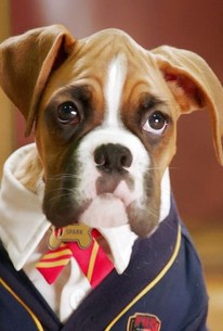 Pup Academy: Season 1, Episode 15 | Rotten Tomatoes