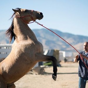 The Mustang - Rotten Tomatoes