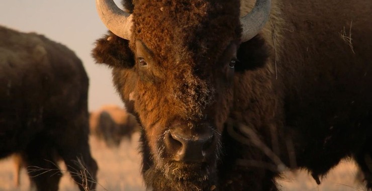 The American Buffalo | Rotten Tomatoes