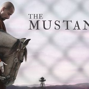 The Mustang - Rotten Tomatoes