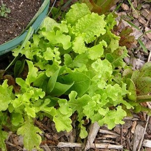 Fresh - Rotten Tomatoes