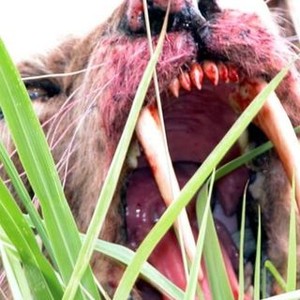 Sabretooth - Rotten Tomatoes