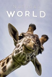 Natural World: Season 35 | Rotten Tomatoes
