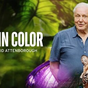 Life in Color With David Attenborough - Rotten Tomatoes