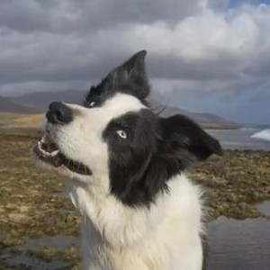 Dog Geniuses - Rotten Tomatoes