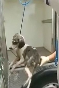 Animal Cops: Detroit: Season 16, Episode 6 | Rotten Tomatoes