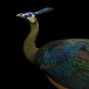 Rare -- Creatures of the Photo Ark - Rotten Tomatoes