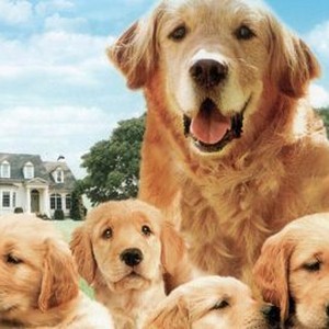 The Retrievers - Rotten Tomatoes