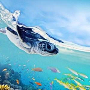 Great Barrier Reef - Rotten Tomatoes