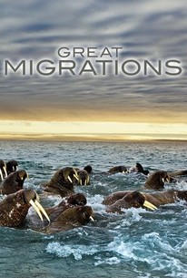 Great Migrations | Rotten Tomatoes