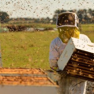 The Pollinators - Rotten Tomatoes