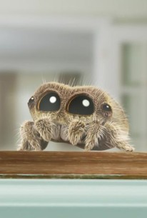 Lucas the Spider: Season 1, Episode 39 | Rotten Tomatoes