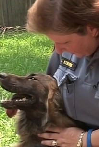 Animal Cops: Houston: Season 9, Episode 7 - Rotten Tomatoes