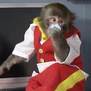 Monkey in the Middle - Rotten Tomatoes