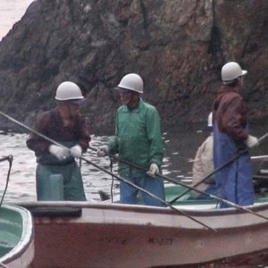 The Cove - Rotten Tomatoes