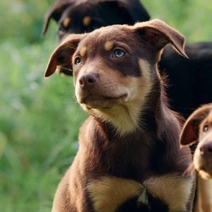 Muster Dogs - Rotten Tomatoes